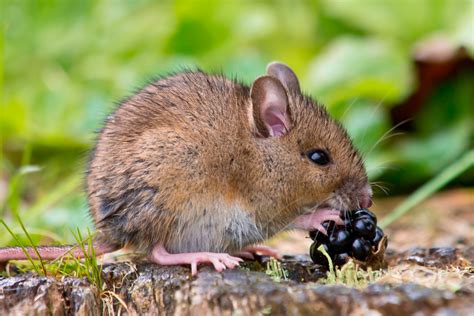 Différence entre les rats des champs et les rats des villes Stoprat