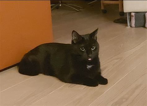 Mythicalthings On Twitter RT ShowYourCat
