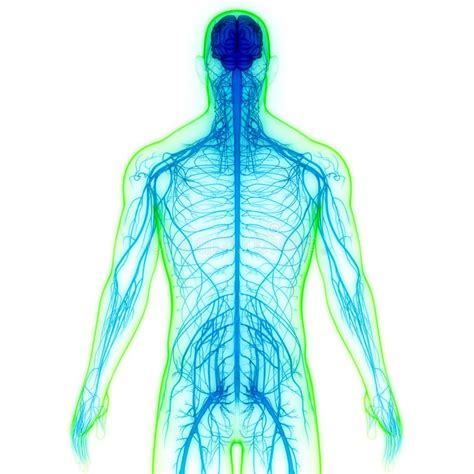 Centraal Orgaan Van Het Menselijk Zenuwstelsel Hersenanatomie Stock