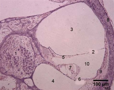 Cochlea Diagram Quizlet