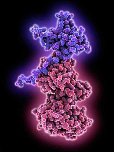 Sv40 Antigen And Tumor Suppressor Photograph By Laguna Design