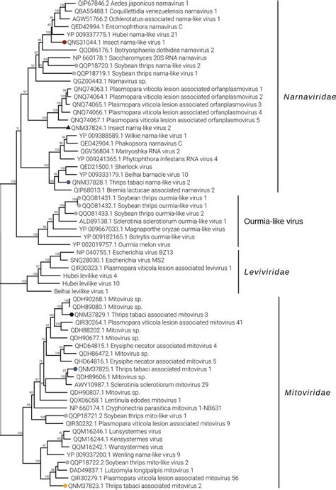 lenarnaviricota phylogenetic tree computed by iq tree stochastic download scientific diagram
