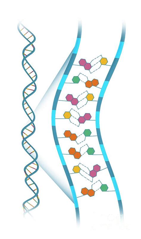 Base Pair Structure Of Dna Photograph By Mikkel Juul Jensen Science