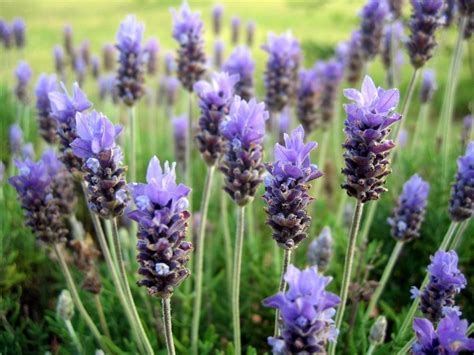Cómo reproducir lavanda por esquejes La Huerta de Ivan