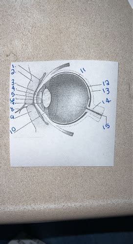 Anatomy Of The Eyes Flashcards Quizlet