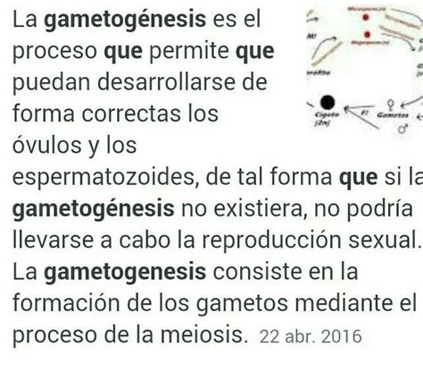 Qu Es La Gametog Nesis Y Cu L Es Su Importancia Brainly Lat