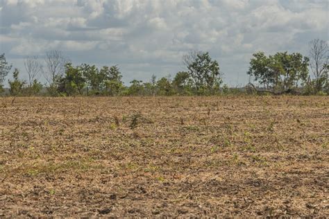 Desmatamento Reduz Na Amaz Nia Mas Aumenta No Cerrado Sobretudo No