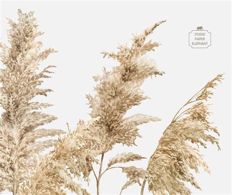Pampas Grass Clipart Boho Watercolor Wreaths Bohemian Etsy UK