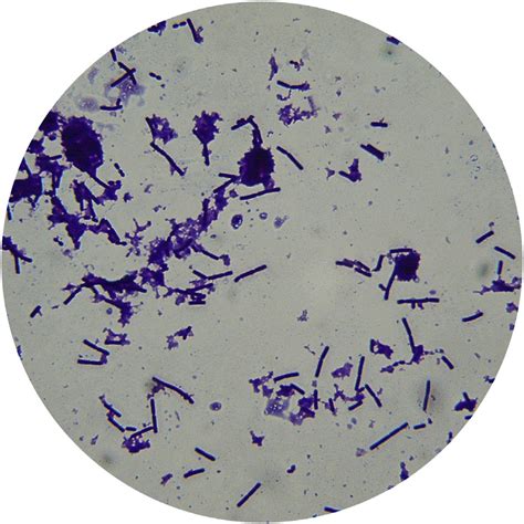 Lactobacillus Bulgaricus Diagram