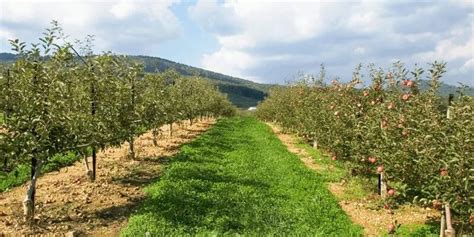 Obstbäume düngen Tipps wann und womit Sie das machen sollten