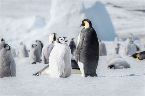 Add Seeing Emperor Penguins To Your Bucket List For Travel The Star