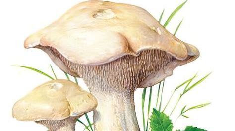 Les différentes familles de champignons Klorane Botanical Foundation