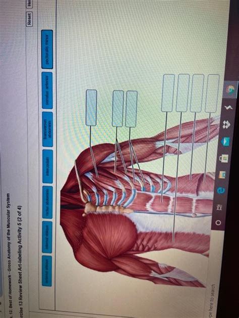 Solved 13 Best Of Homework Gross Anatomy Of The Muscular Chegg