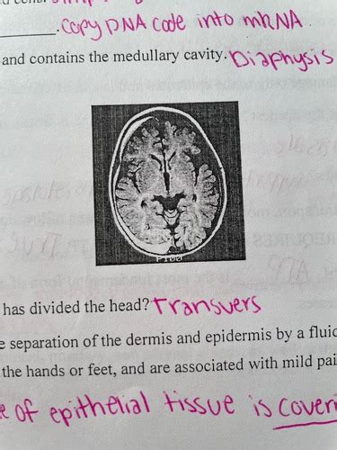 Anatomy And Physiology Fall Midterm Flashcards Quizlet