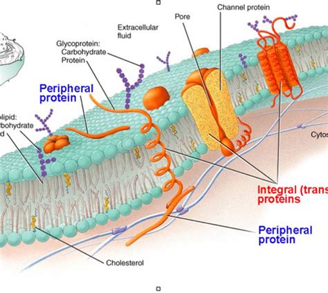 Biol Chapter Membrane Proteins Flashcards Quizlet