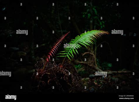 Viet Nam Tropical Forest Stock Photo Alamy