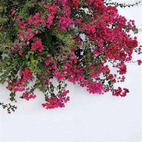 5 plantas trepadoras y enredaderas que desearás tener en tus exteriores