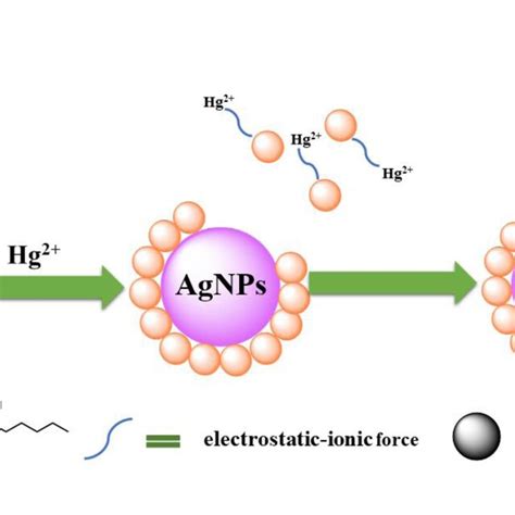 Schematic Representation Of The Colorimetric Sensing Of Hg By