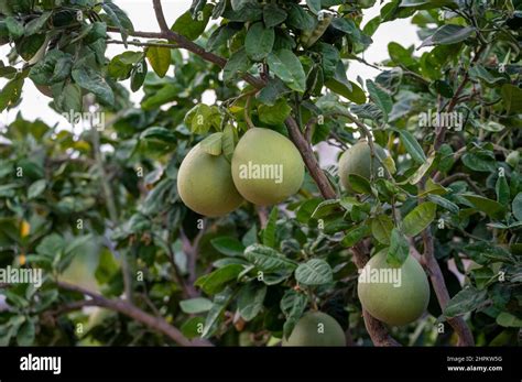 Big Round Pomelo Tropical Citrus Fruits Hanging On Trees On Pomelo