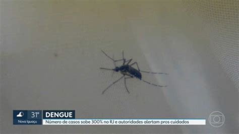Vídeo Número de casos de dengue sobe 300 no Estado do RJ e