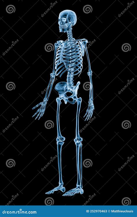 Xray Image Of Anterior Three Quarter View Of Full Human Skeletal System