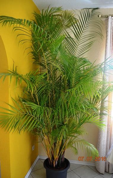 Esquivo Bendecir Presta Atenci N A Palmera Areca Hojas Amarillas