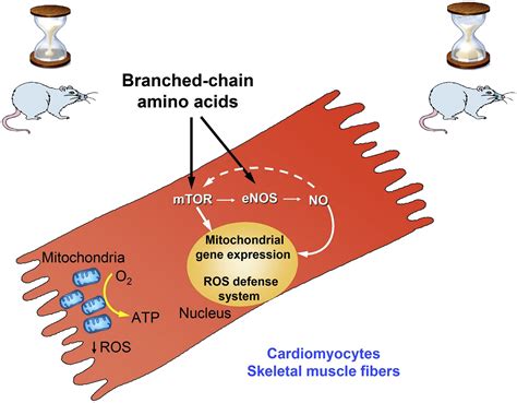 Branched Chain Amino Acid Supplementation Promotes Survival And