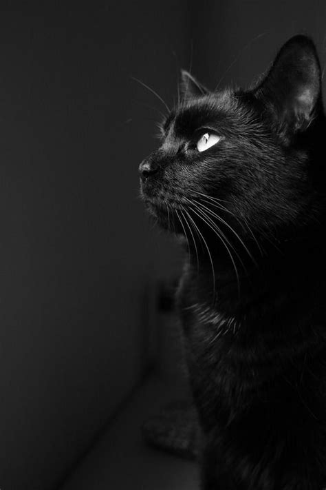 Pin On Black • Just Color Cute Black Cats Cute Cats Cat Dark