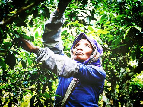 Days Best Yunnan Puer Tea Tour To Kunming Puer Xishuangbanna