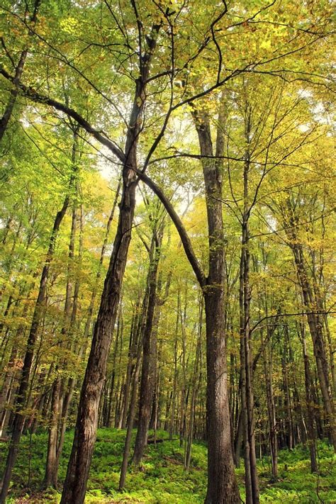 Imagen gratis árbol bosque coníferas madera naturaleza paisaje