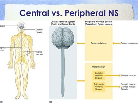 Ppt The Nervous System Neurons Neuroglial Cells Synapses