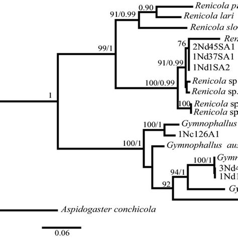 Phylogenetic Reconstruction Based On Concatenated Genes S Rrna S