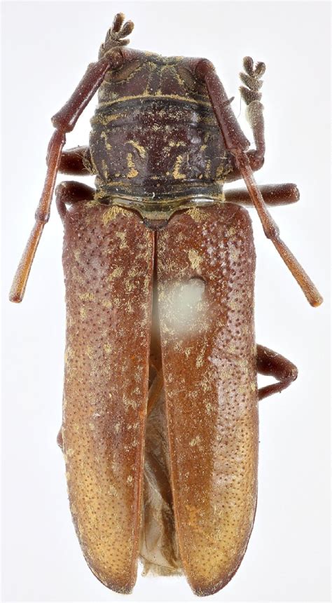 Cerambycidae Species Details