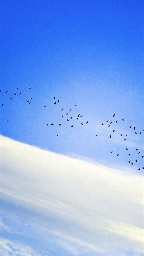 Birds In Sky Wallpapers Top Free Birds In Sky Backgrounds