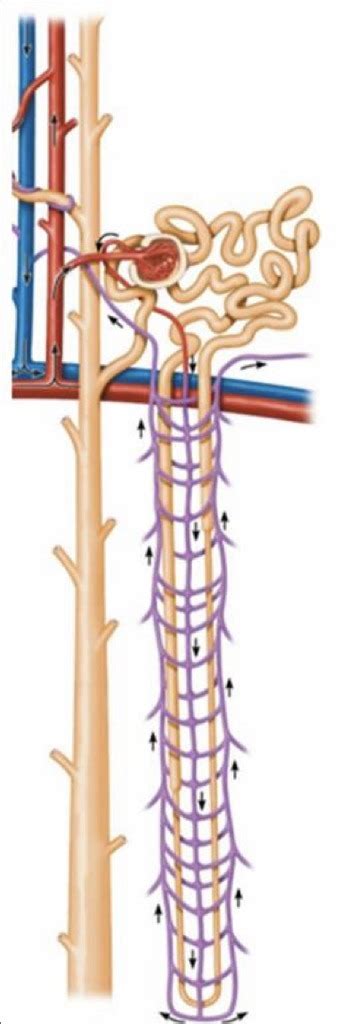 Juxtamedullary Nephron Lab Diagram Quizlet