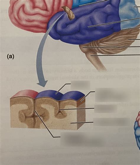 Bio Brain Slice Diagram Quizlet