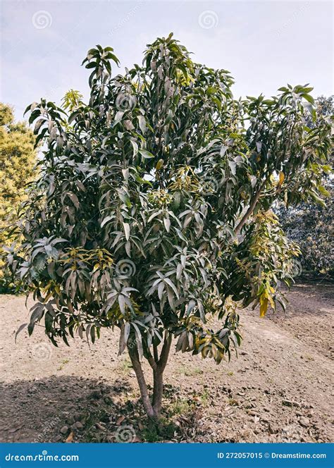 Mango árbol De Mango Pequeño Mangos Jóvenes Frutales Mangotree