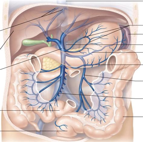 Major Systemic Veins Of The Hepatic Portal System Diagram Quizlet