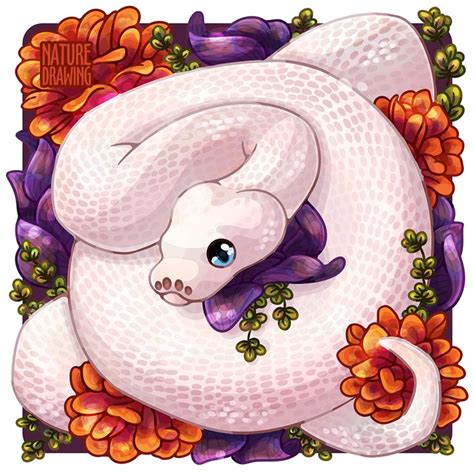 Ball Python Drawings