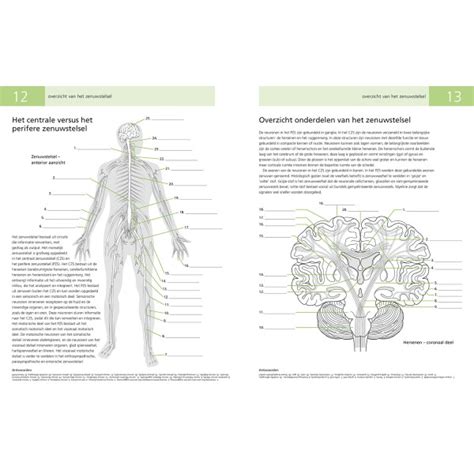 Anatomie Van De Hersenen Librero B V