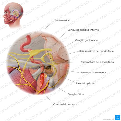 Nervio facial Origen función ramos y anatomía Kenhub