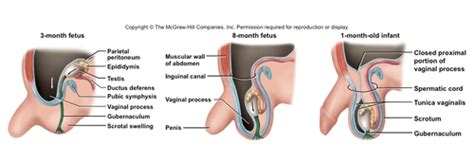 Anatomy And Physiology Final Exam Yu Male Reproductive System