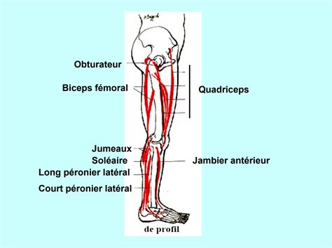 SOLUTION Anatomie Le Membre Inferieur Studypool