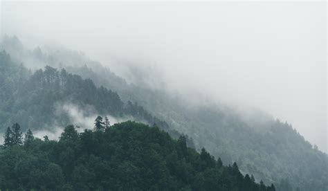 Fotos gratis árbol naturaleza bosque montaña nieve nube niebla