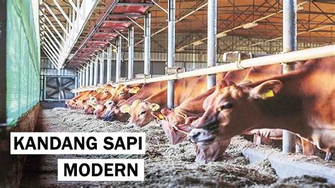 Cara Membuat Kandang Sapi Modern Untuk Penggemukan Youtube