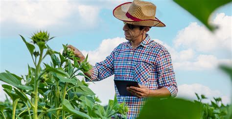 NFP e entenda o que é a Nota Fiscal Eletrônica do Produtor Rural
