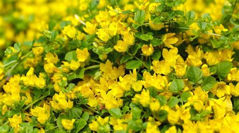 51 Flowering Ground Cover Plants With Beautiful Blooms Artofit