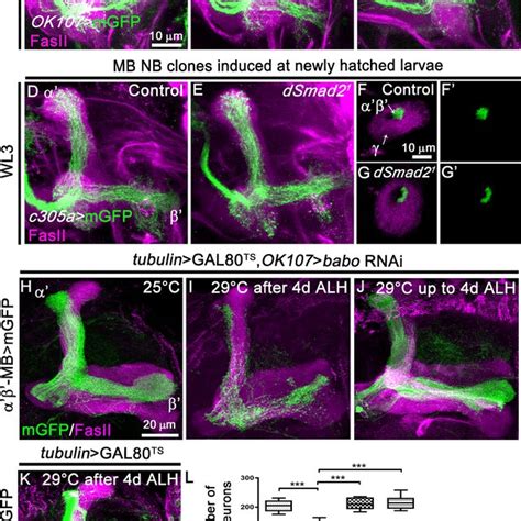 Reduced Levels Of Myoglianin In The Glia Lead To Reduction Of Mb