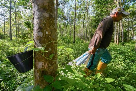 Pekebun Kecil Getah Sarawak Dapat Bayaran IPG Bagi Pengeluaran Jun 2024