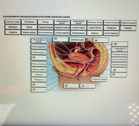 Correctly Label The Following Anatomical Structures Of The Female